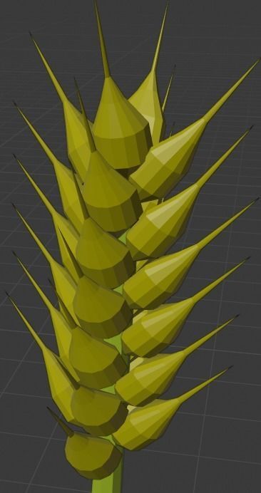 Lowpoly wheat model plant free VR / AR / low-poly 3D model | CGTrader