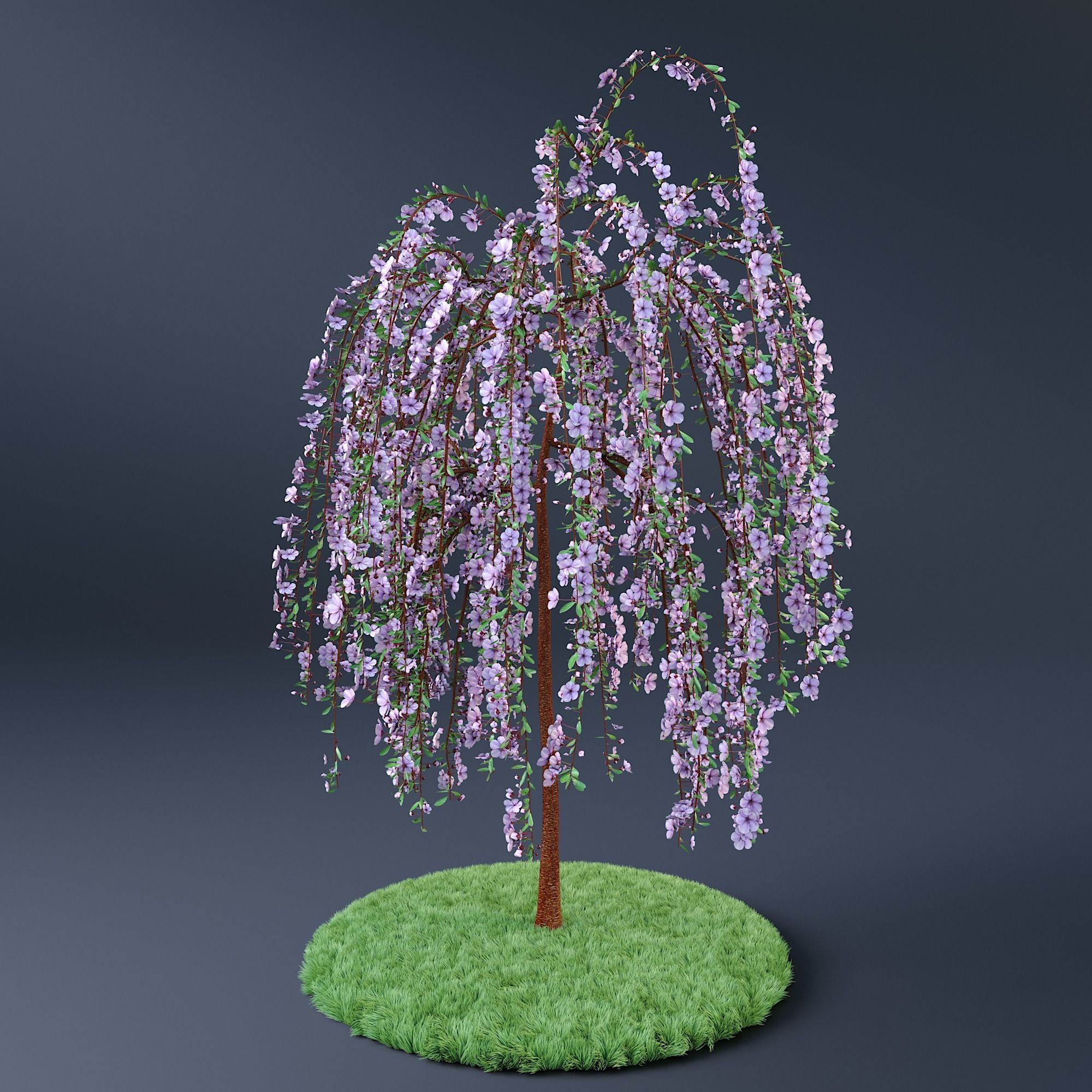 Blossom Cherry Tree 3D model | CGTrader