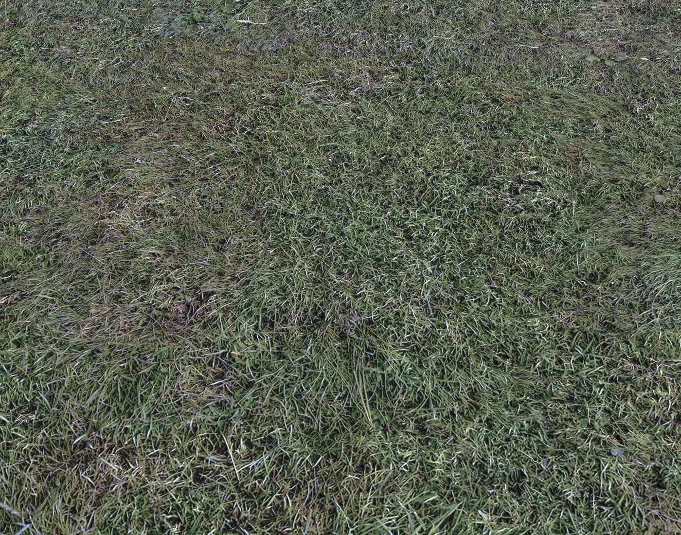 Dark grass textures Texture | CGTrader