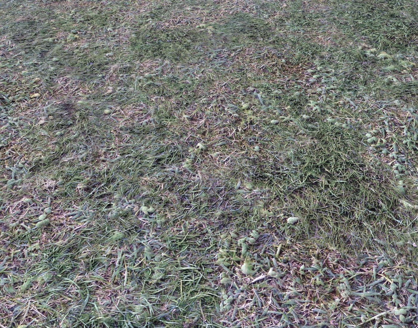 Dark grass textures Texture | CGTrader