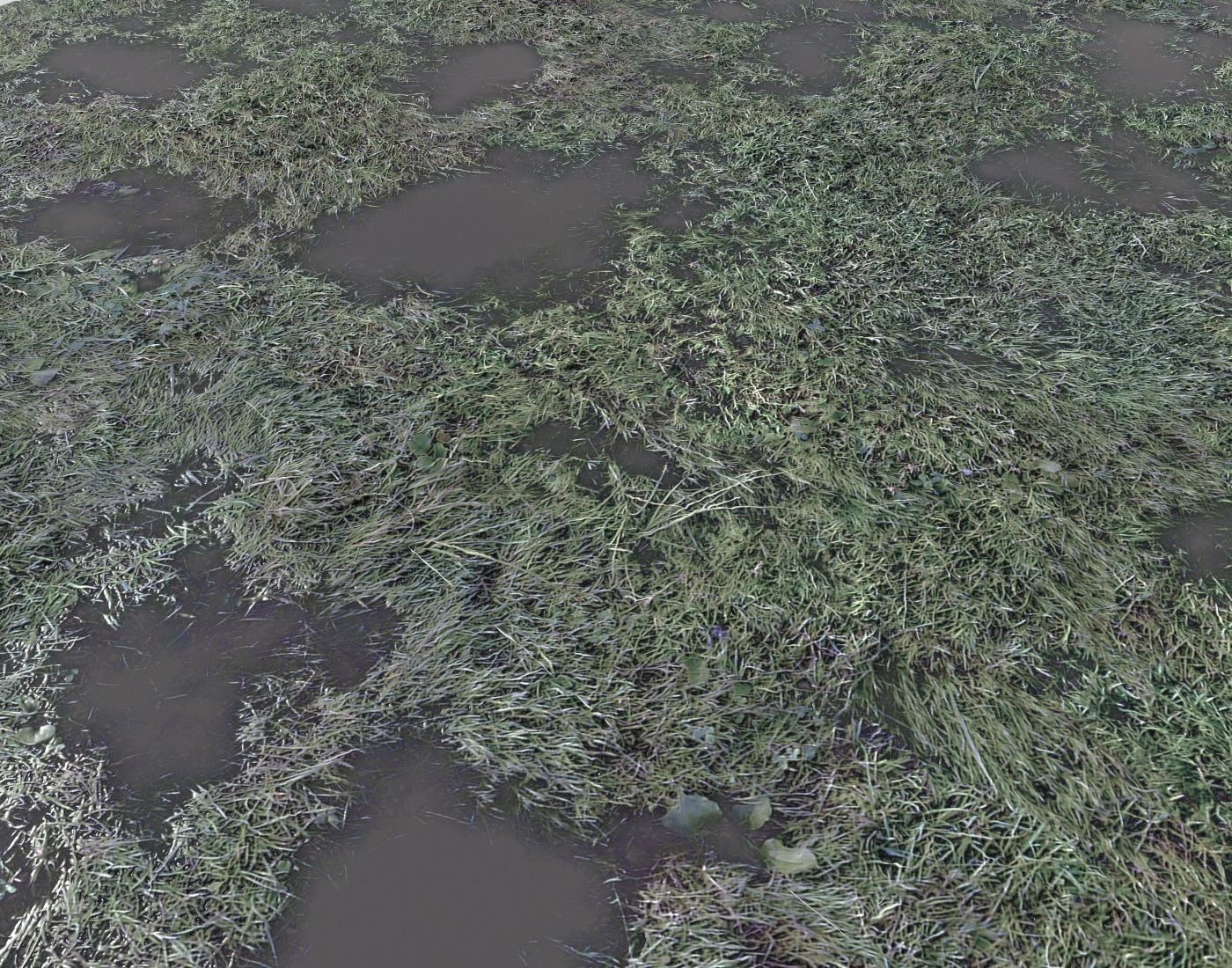 Dark grass textures Texture | CGTrader