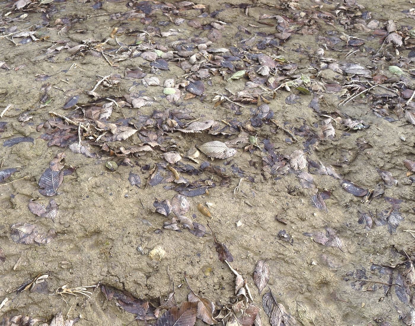 Muddy terrain PBR pack 1 Texture | CGTrader