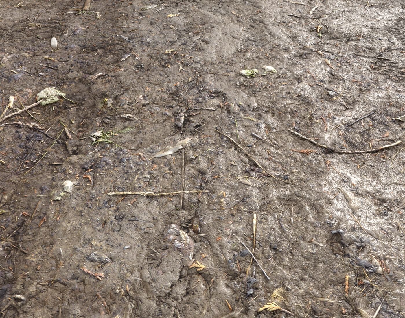 Muddy terrain PBR pack 1 Texture | CGTrader