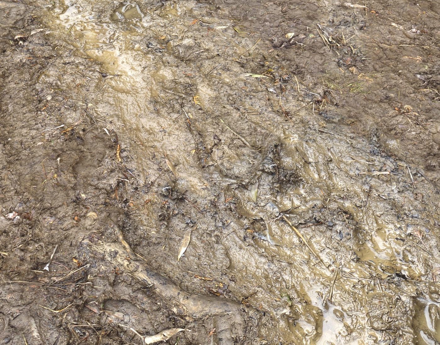 Muddy terrain PBR pack 1 Texture | CGTrader