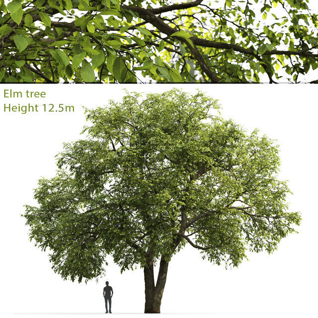 Elm-tree 01 3D model | CGTrader