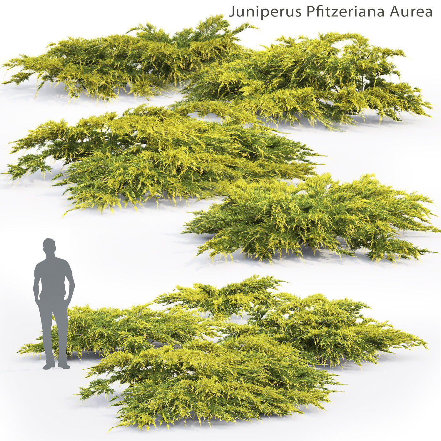 Juniperus Pfitzeriana Aurea 02 3D model | CGTrader