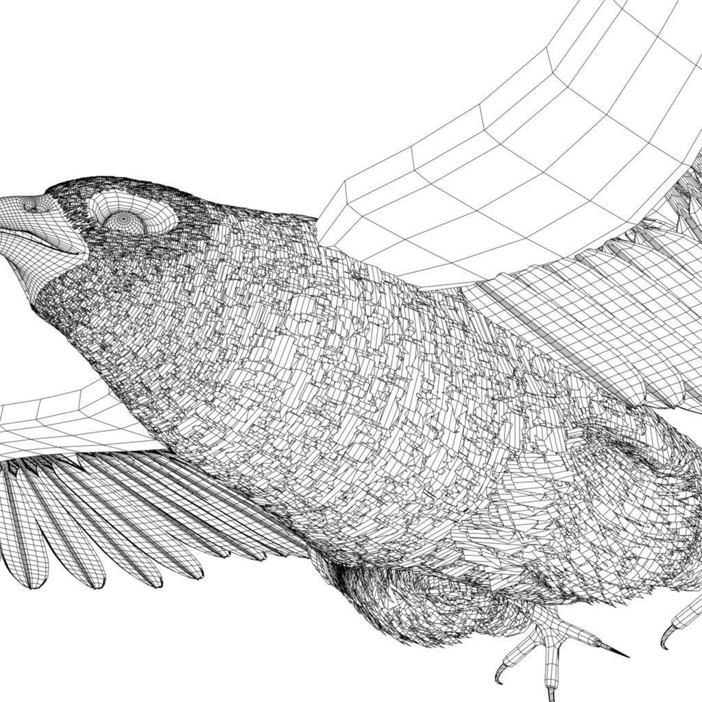 Rigged Peregrine Falcon 3D model rigged | CGTrader