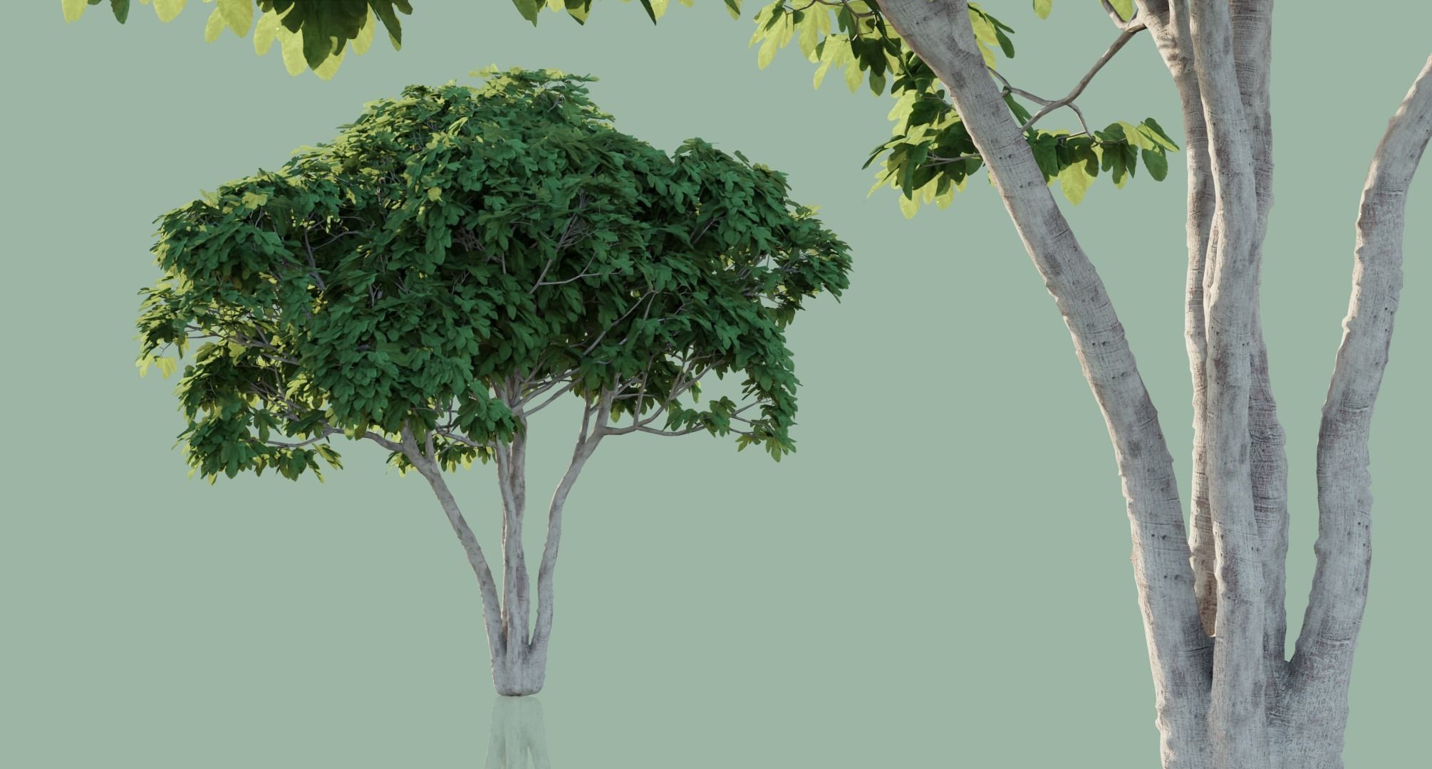 Ficus Tree 3D model | CGTrader
