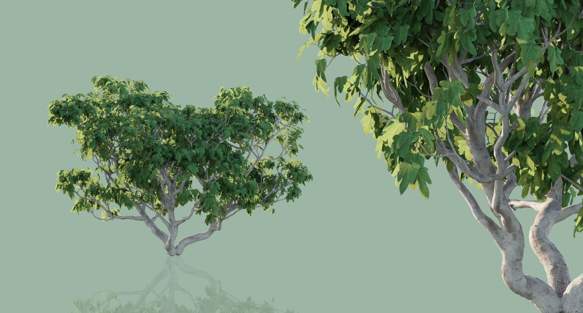 Ficus Tree 3D model | CGTrader