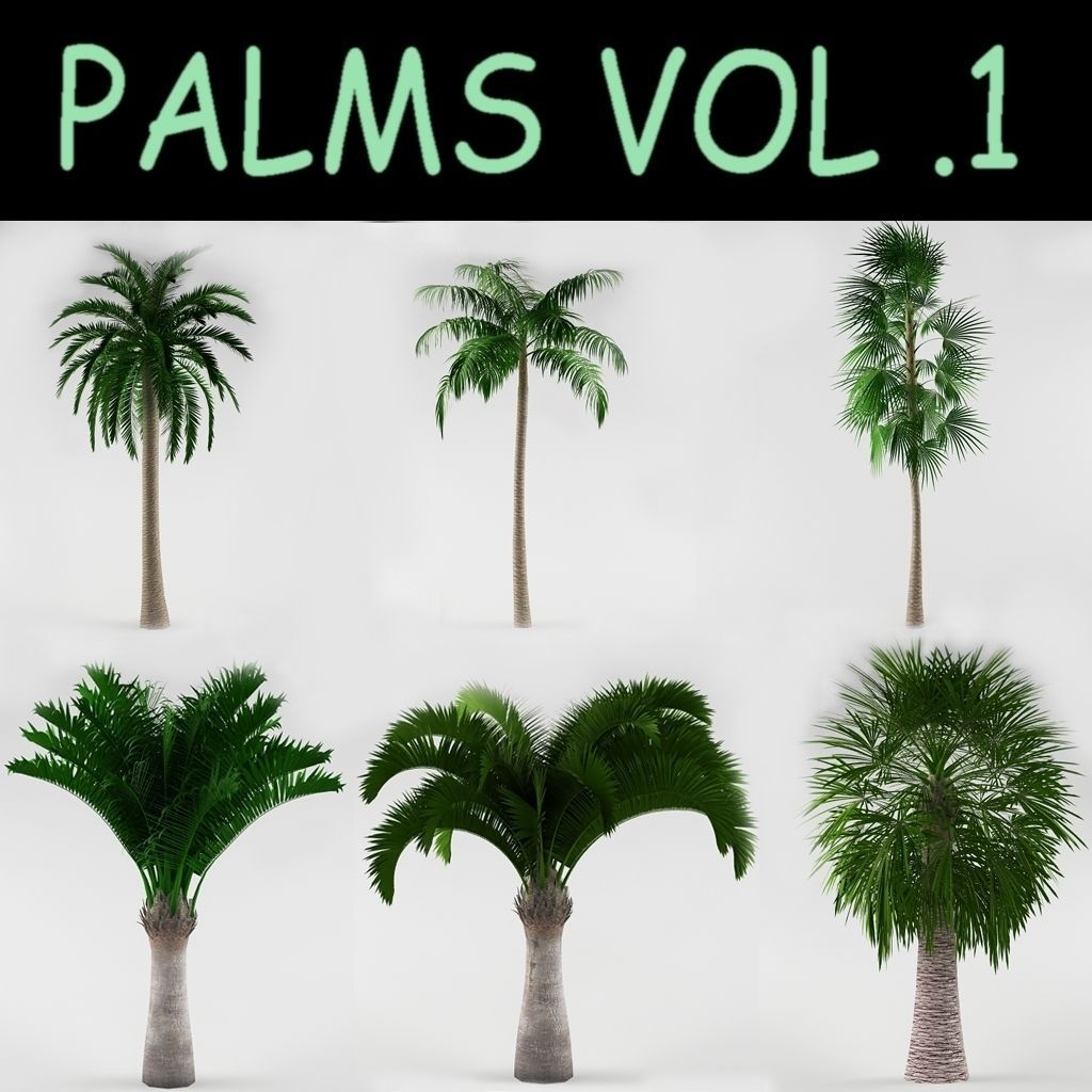 Palms Collection palm tree 3D model | CGTrader