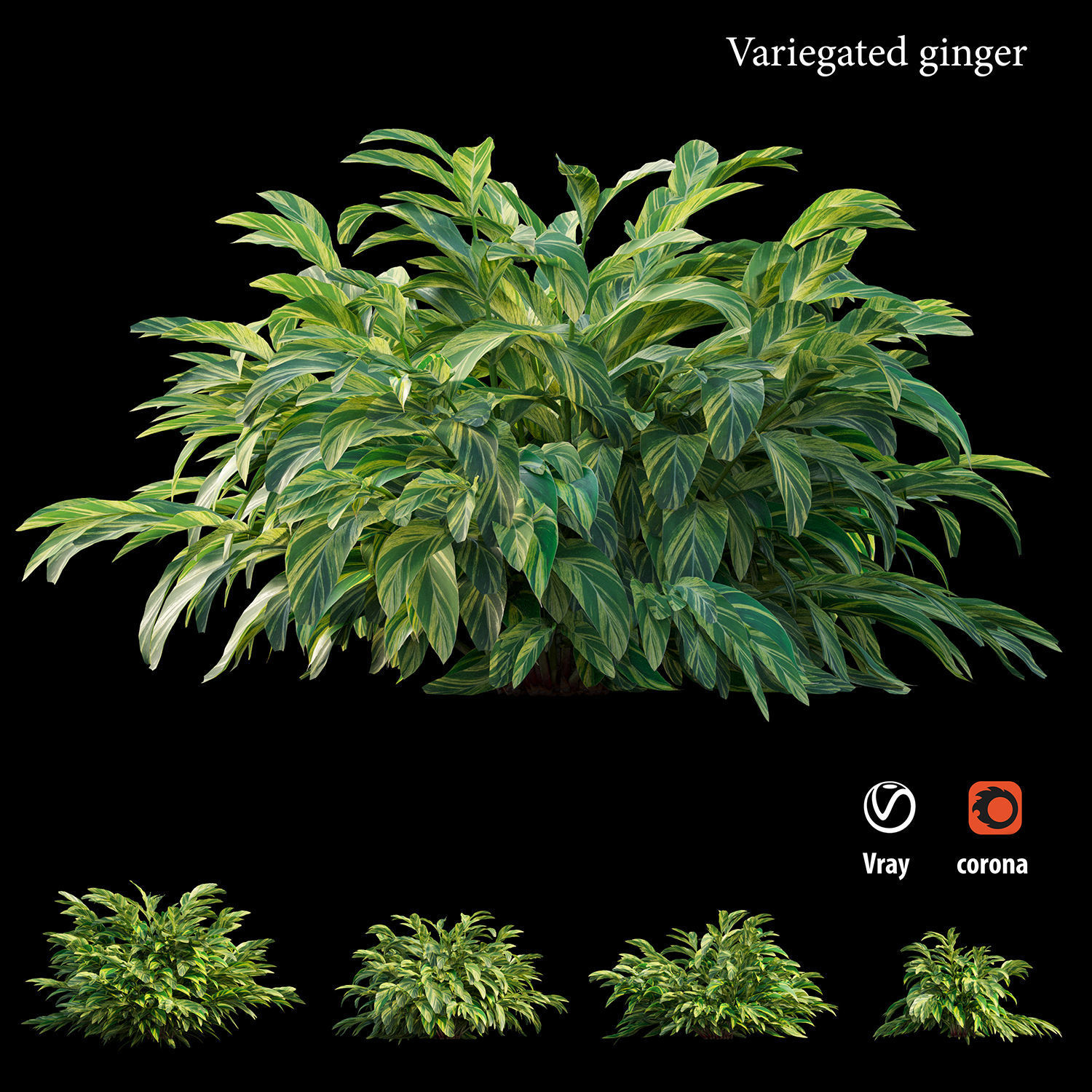 Variegated ginger 3D model animated | CGTrader