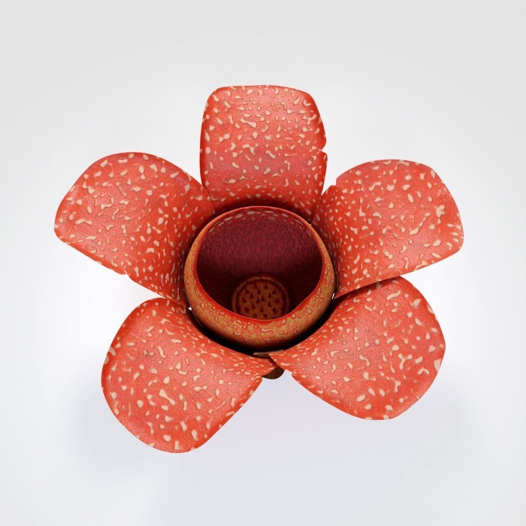 3D model Rafflesia VR / AR / low-poly | CGTrader