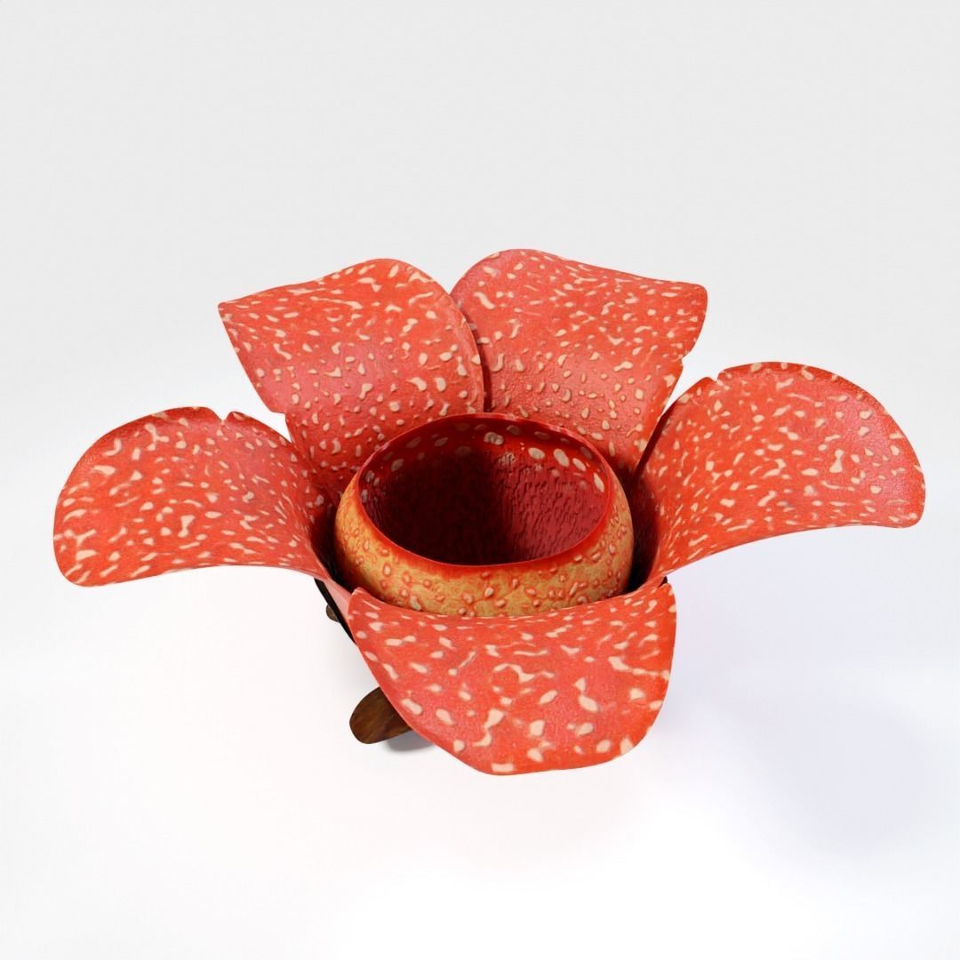 3D model Rafflesia VR / AR / low-poly | CGTrader