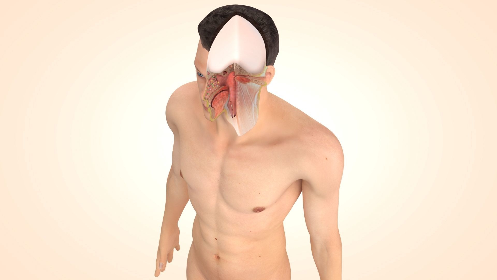 Head Anatomy section slice 3D model | CGTrader