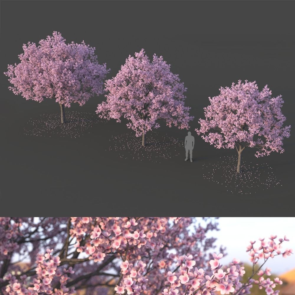 Sakura Tree Set 3D model | CGTrader