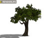 Tree 3D model | CGTrader
