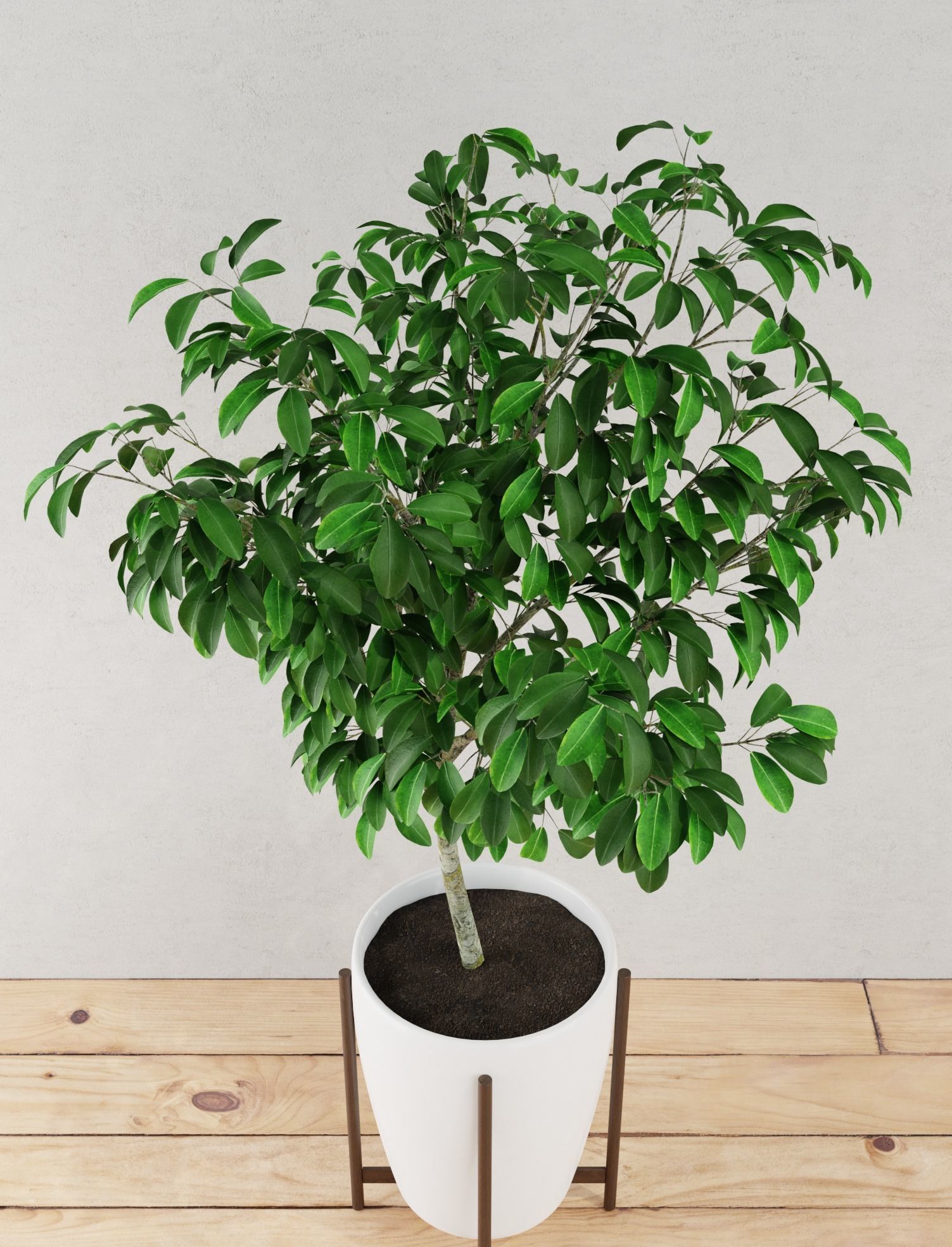 Small Tree pot plant 3D model | CGTrader