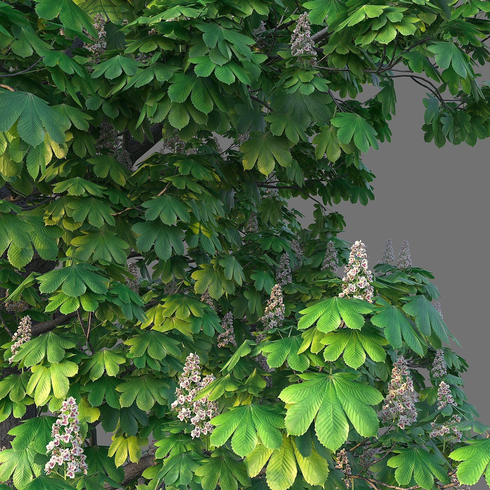 Chestnut Tree 3D model | CGTrader