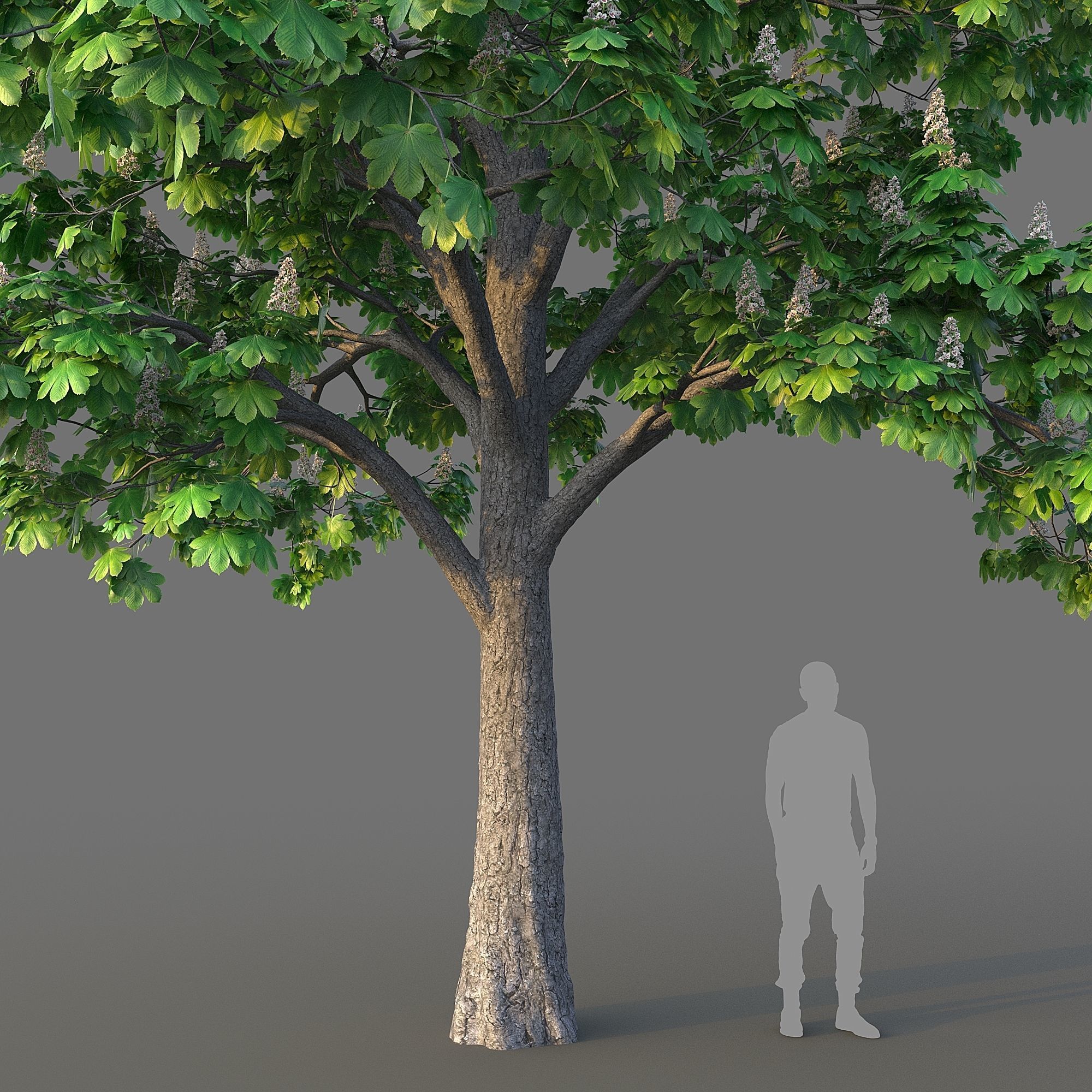 Chestnut Tree 3D model | CGTrader