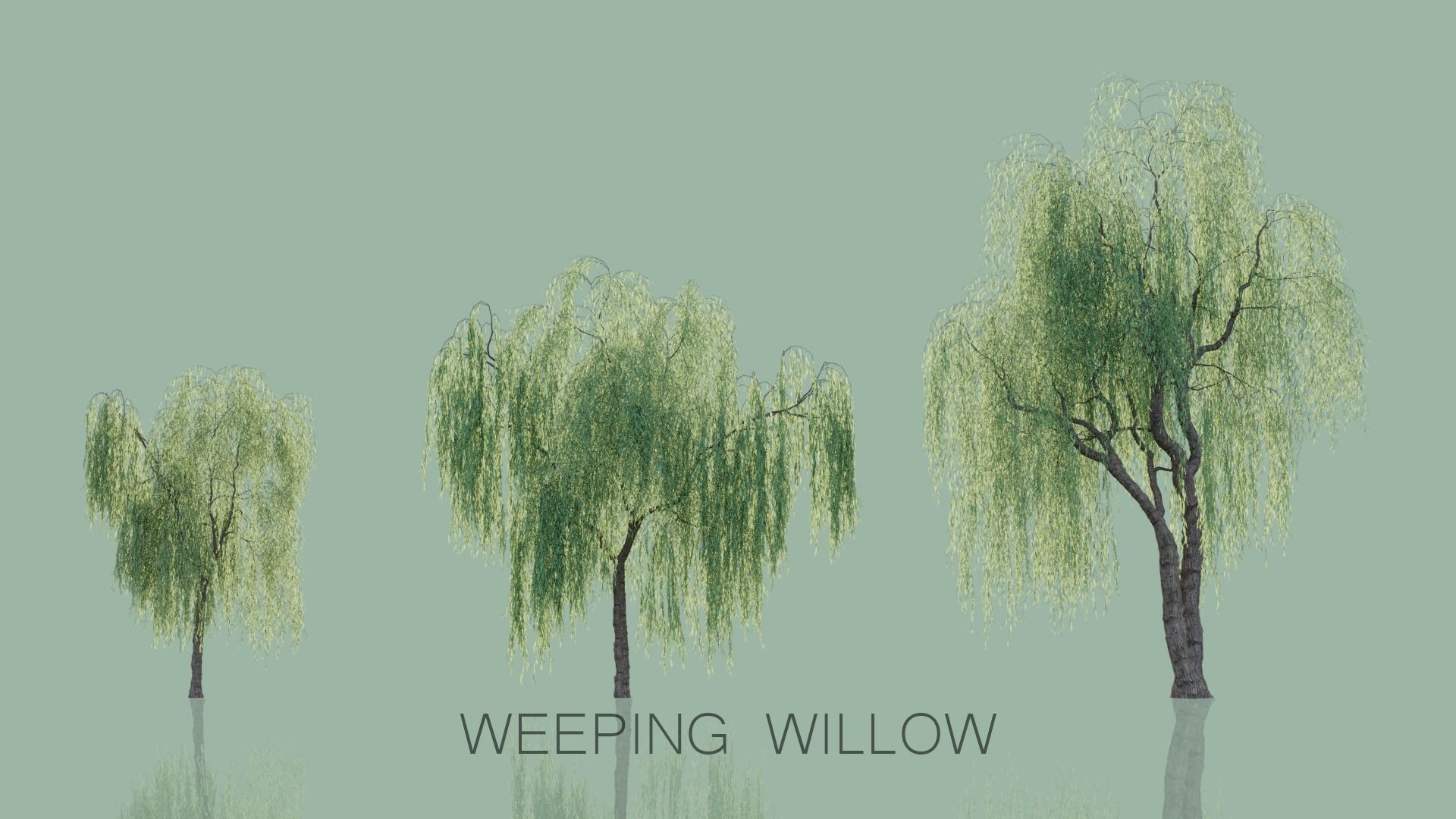 Weeping Willow Trees 3D model | CGTrader