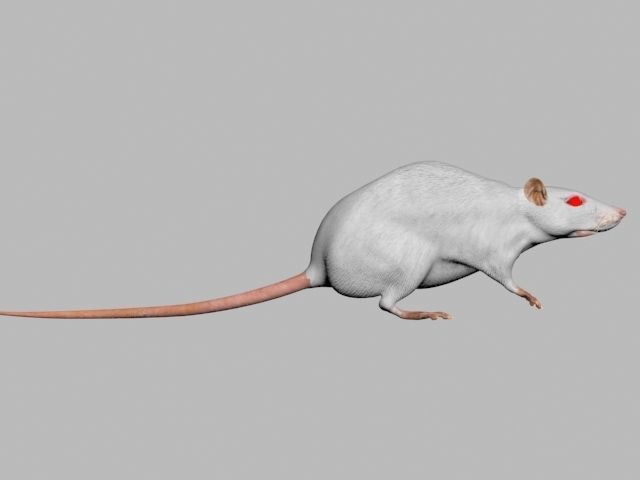 laboratory rat low poly 3D model | CGTrader