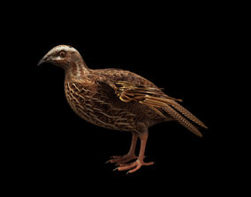 Quail 3D Models | CGTrader