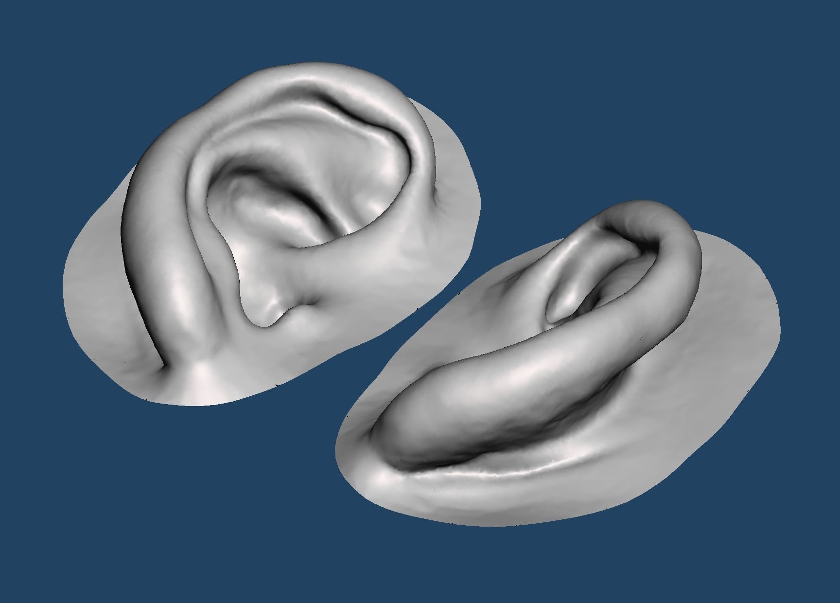 Natural human ear anatomy 09 3D model 3D printable | CGTrader