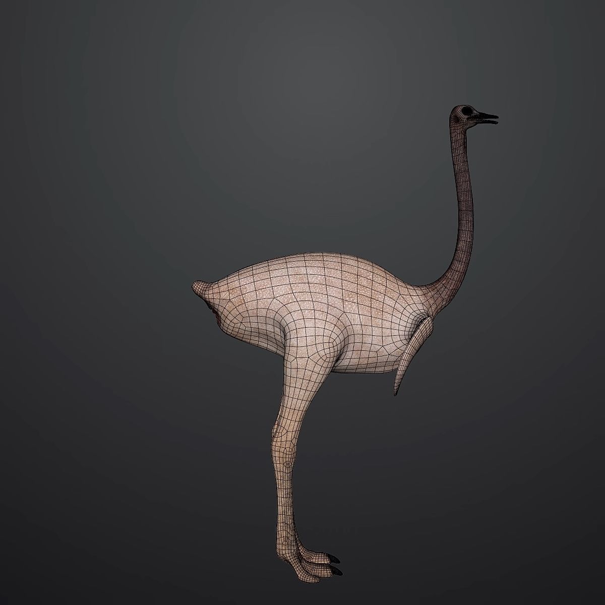 Realistic 3D model of Ostrich with RIG and texture pack 3D model rigged ...