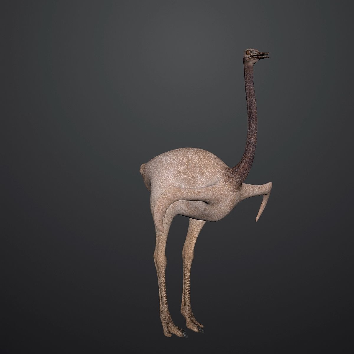 Realistic 3D model of Ostrich with RIG and texture pack 3D model rigged ...