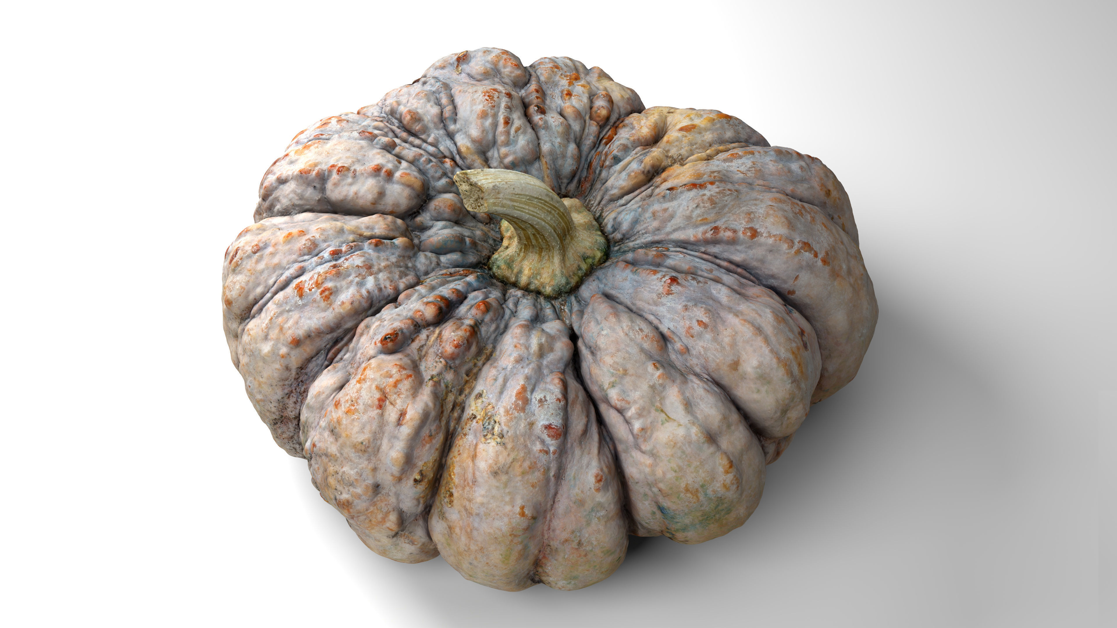 3D model Warty Pumpkin - Photorealistic Scan VR / AR / low-poly | CGTrader