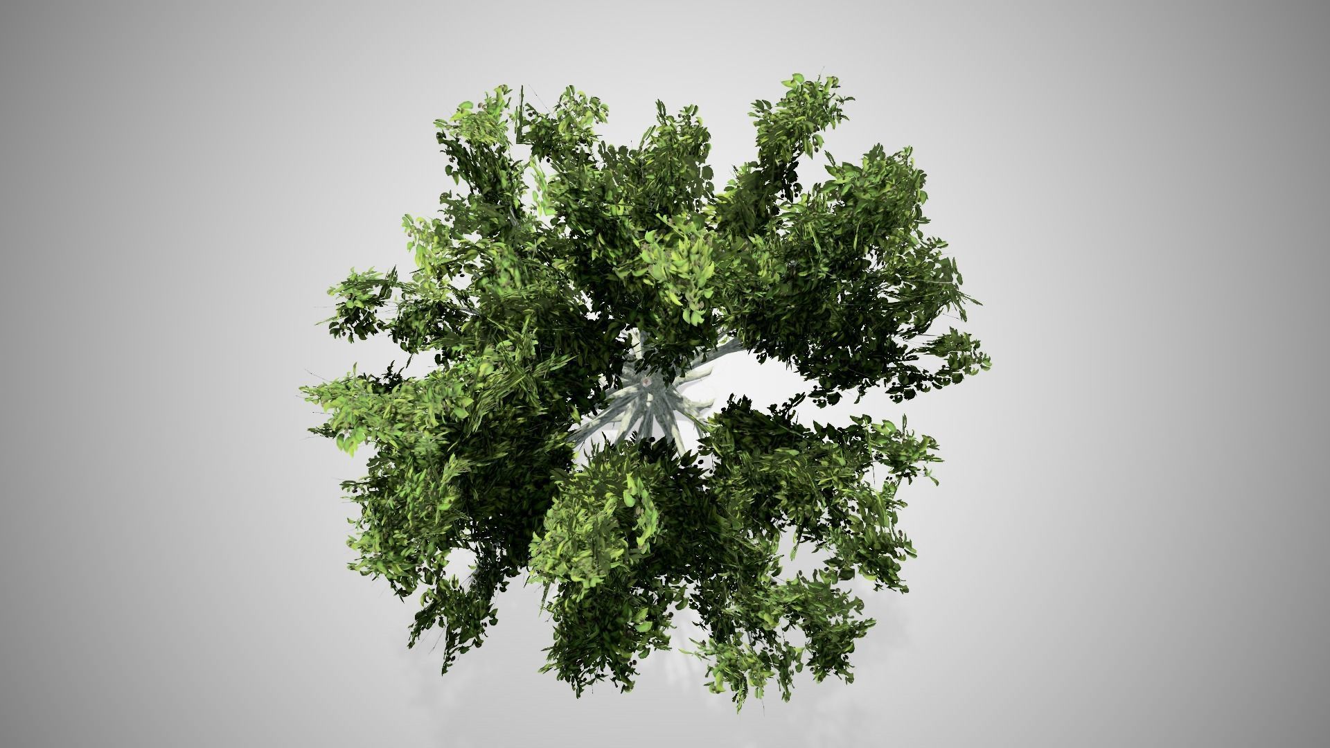 3D model American Beech Tree VR / AR / low-poly | CGTrader