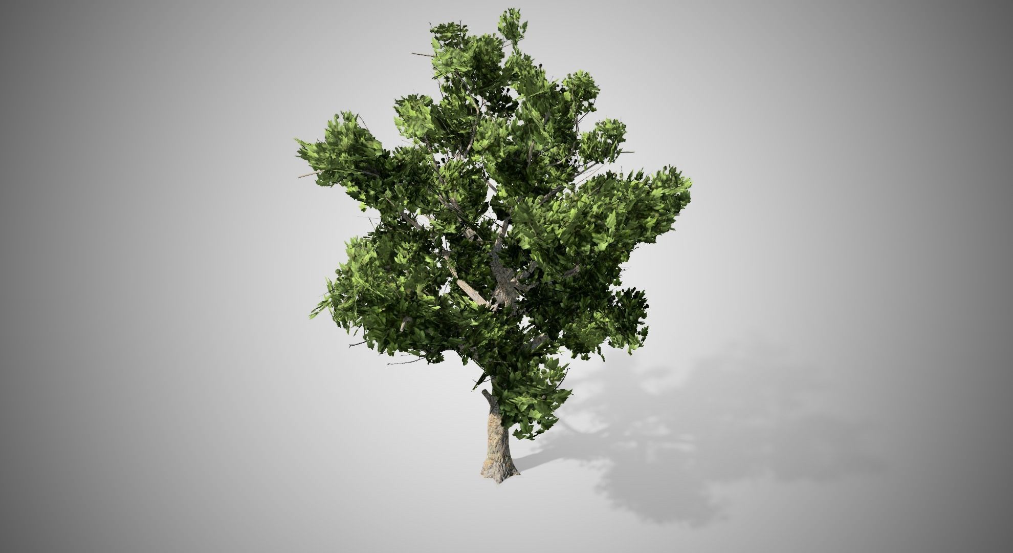 3D model American Sycamore Tree VR / AR / low-poly | CGTrader