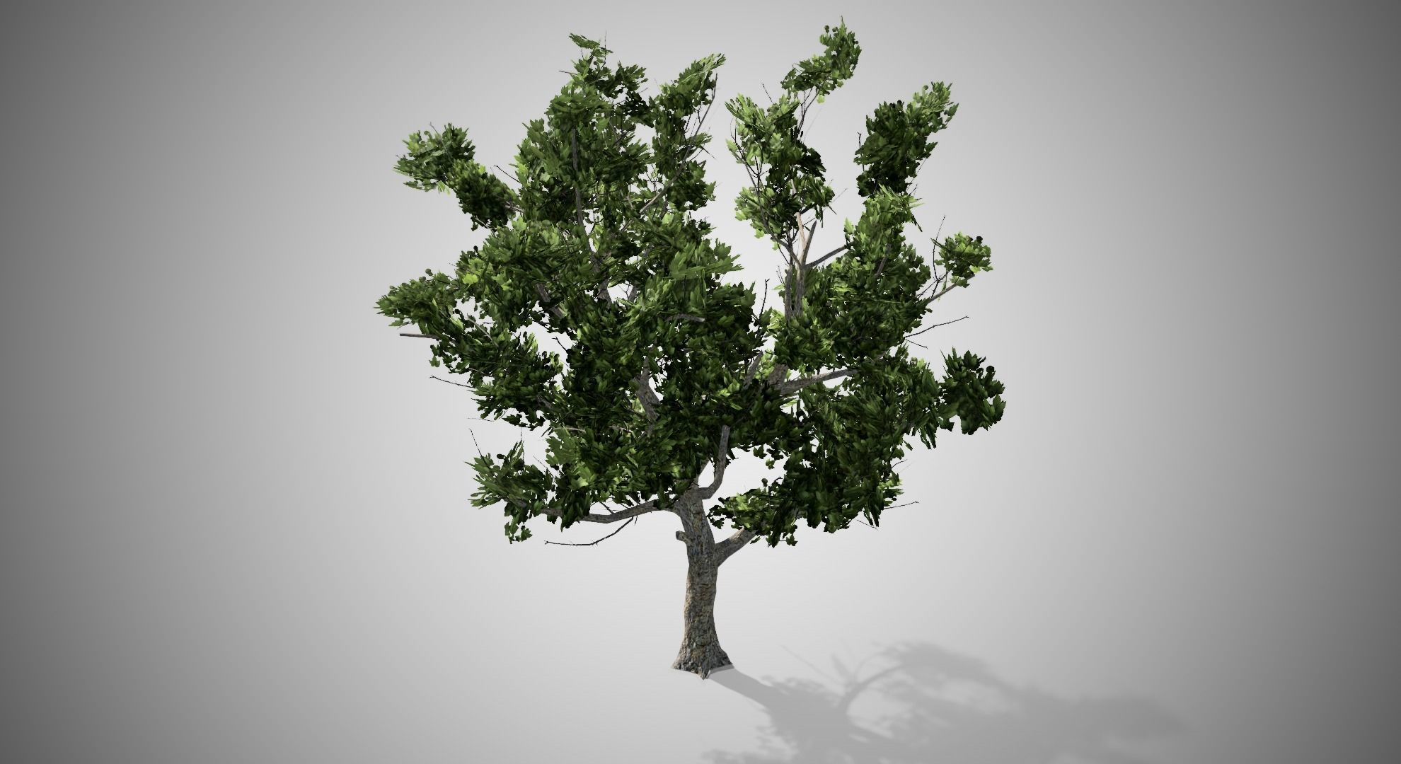 3D model American Sycamore Tree VR / AR / low-poly | CGTrader