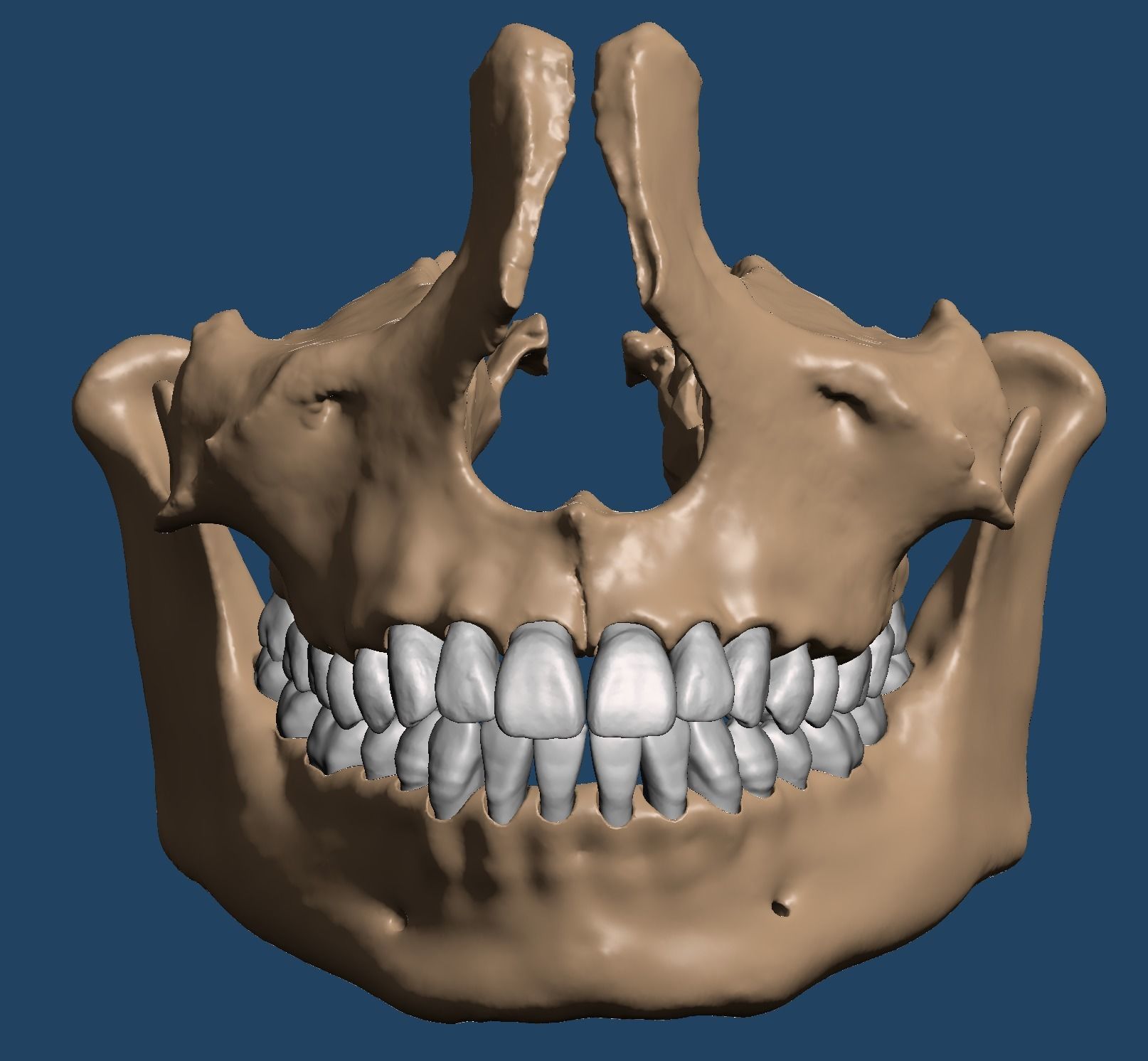 Maxillary and Mandibular dental models with anatomical teeth 3D model ...