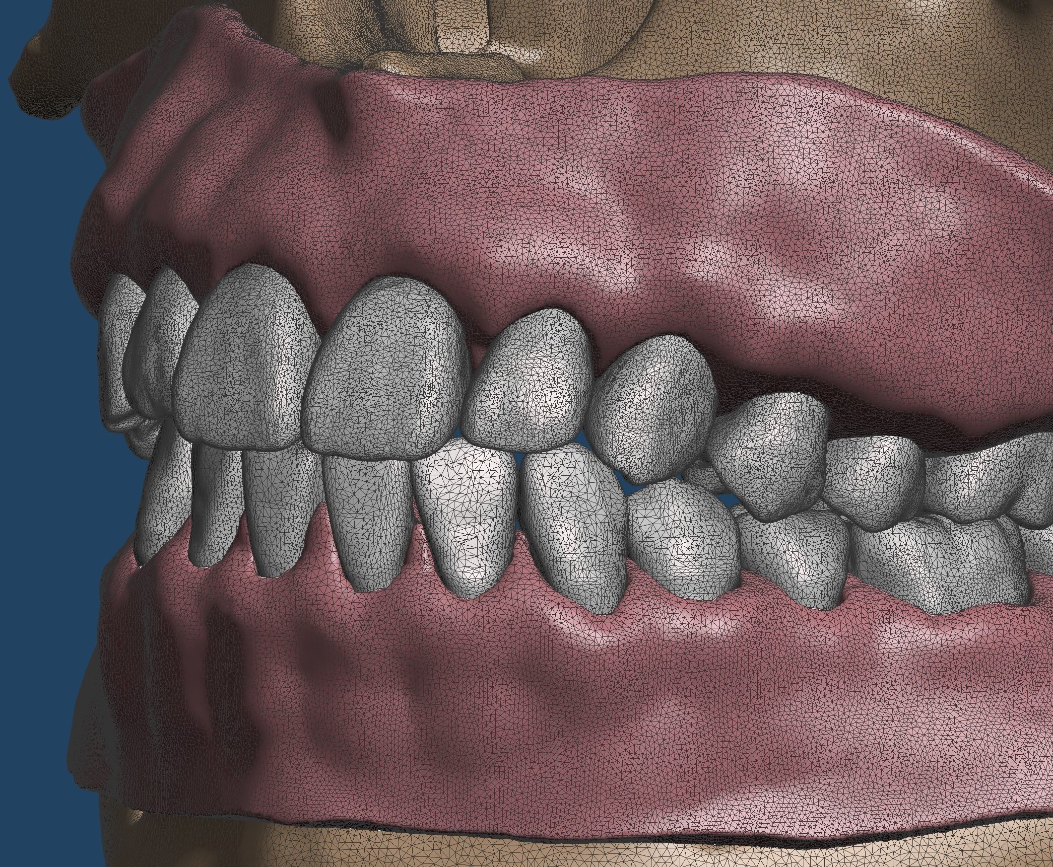 Maxillary and Mandibular dental models with anatomical teeth 3D model ...