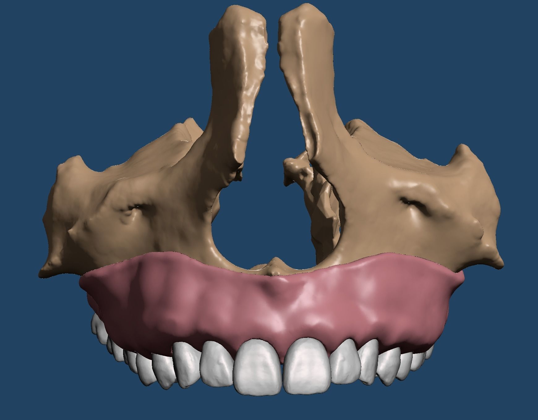 Maxillary and Mandibular dental models with anatomical teeth 3D model ...
