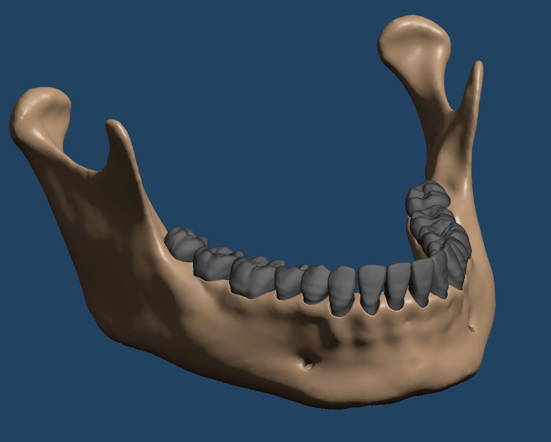 Maxillary and Mandibular dental models with anatomical teeth 3D model ...