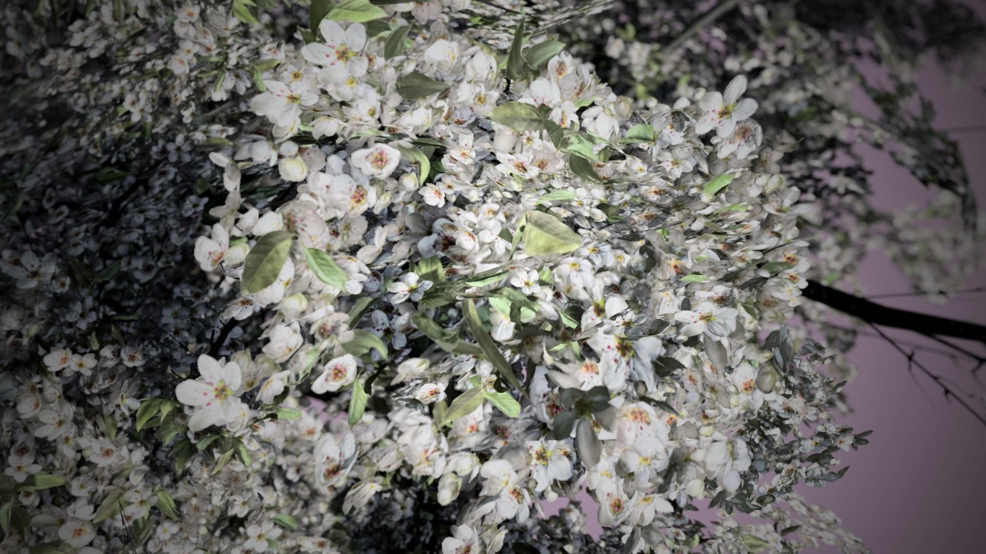 3D model Cherry Blossoms Tree VR / AR / low-poly | CGTrader
