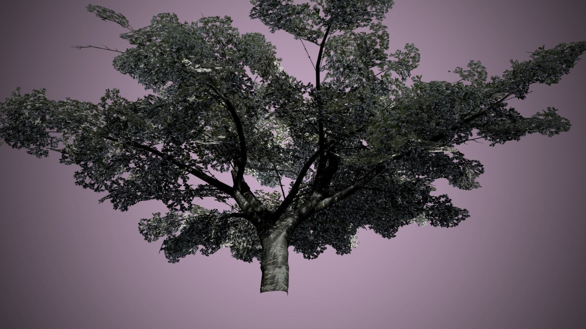 3D model Cherry Blossoms Tree VR / AR / low-poly | CGTrader