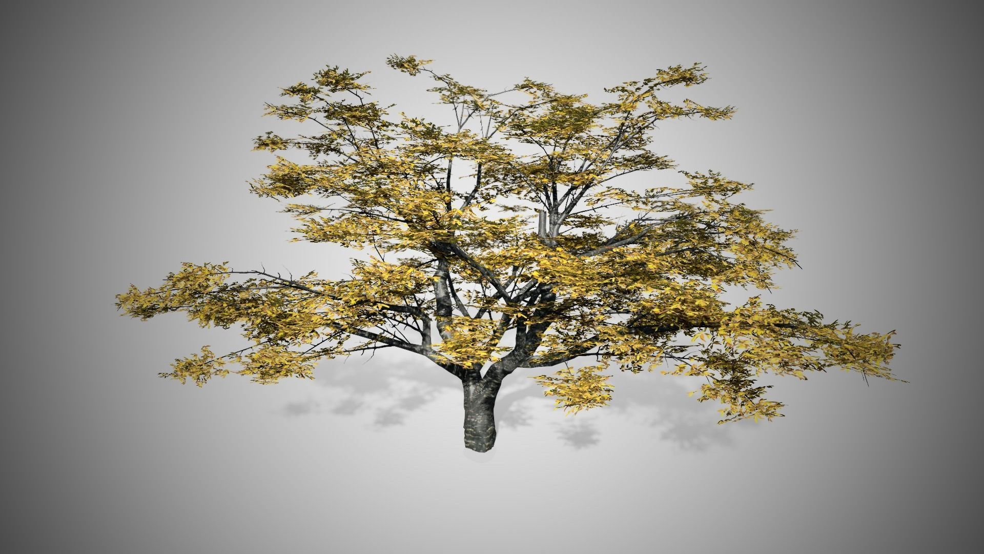 3D model Cherry Fall Tree VR / AR / low-poly | CGTrader