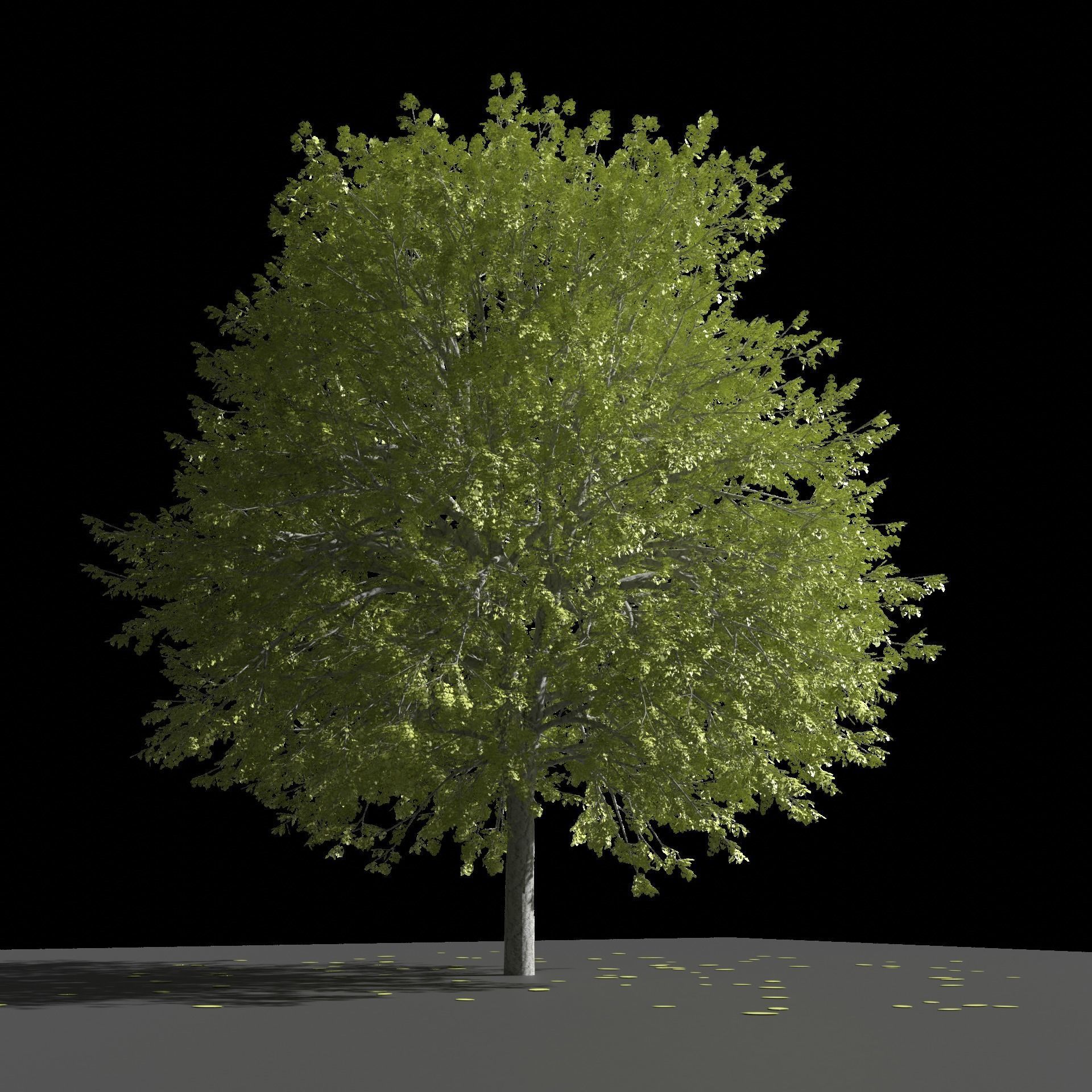 Realistic Tree free 3D model | CGTrader