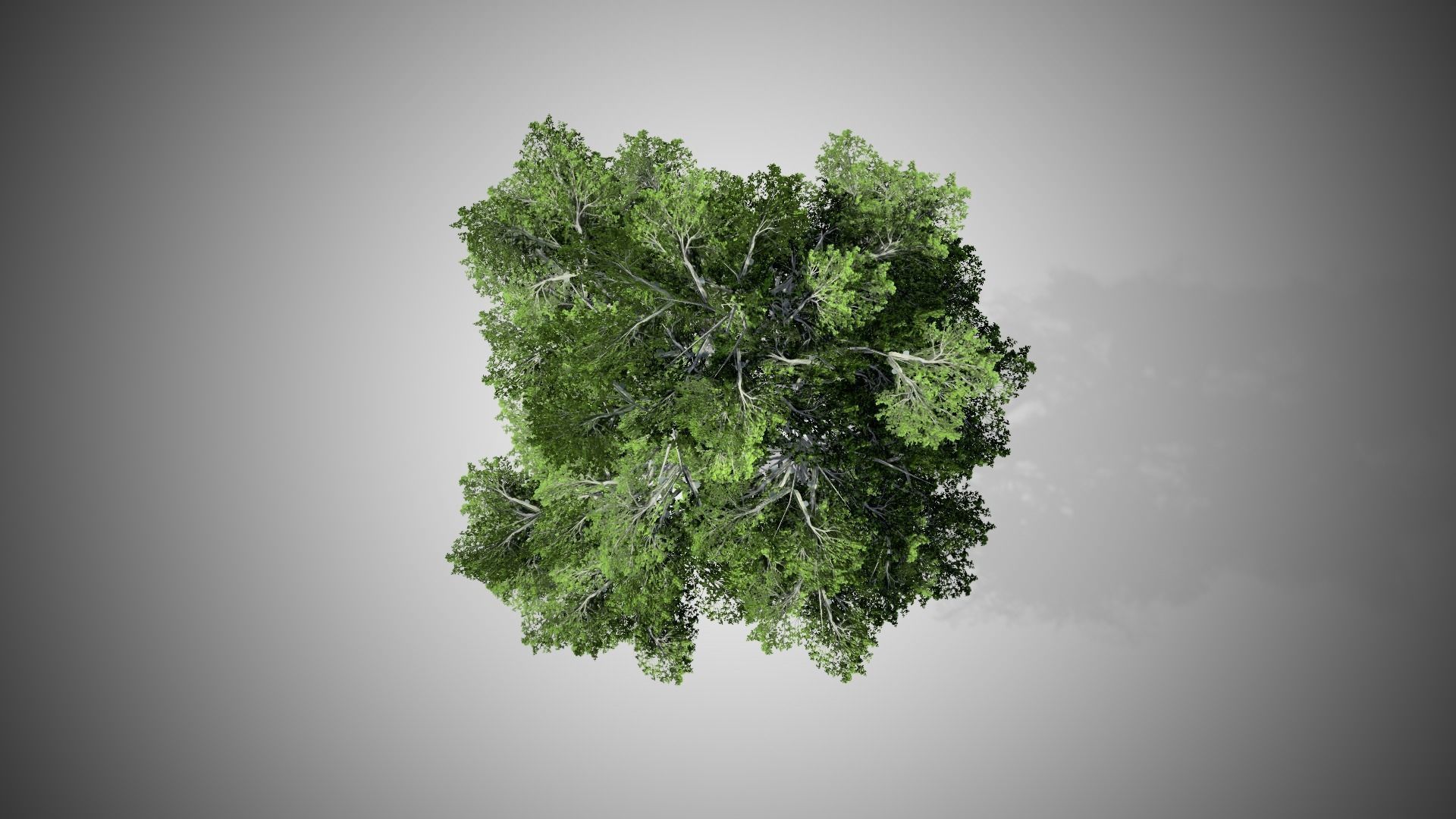 3D model European Beech Tree VR / AR / low-poly | CGTrader