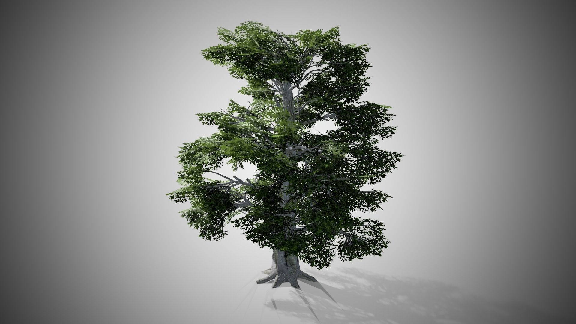 3D model European Beech Tree VR / AR / low-poly | CGTrader