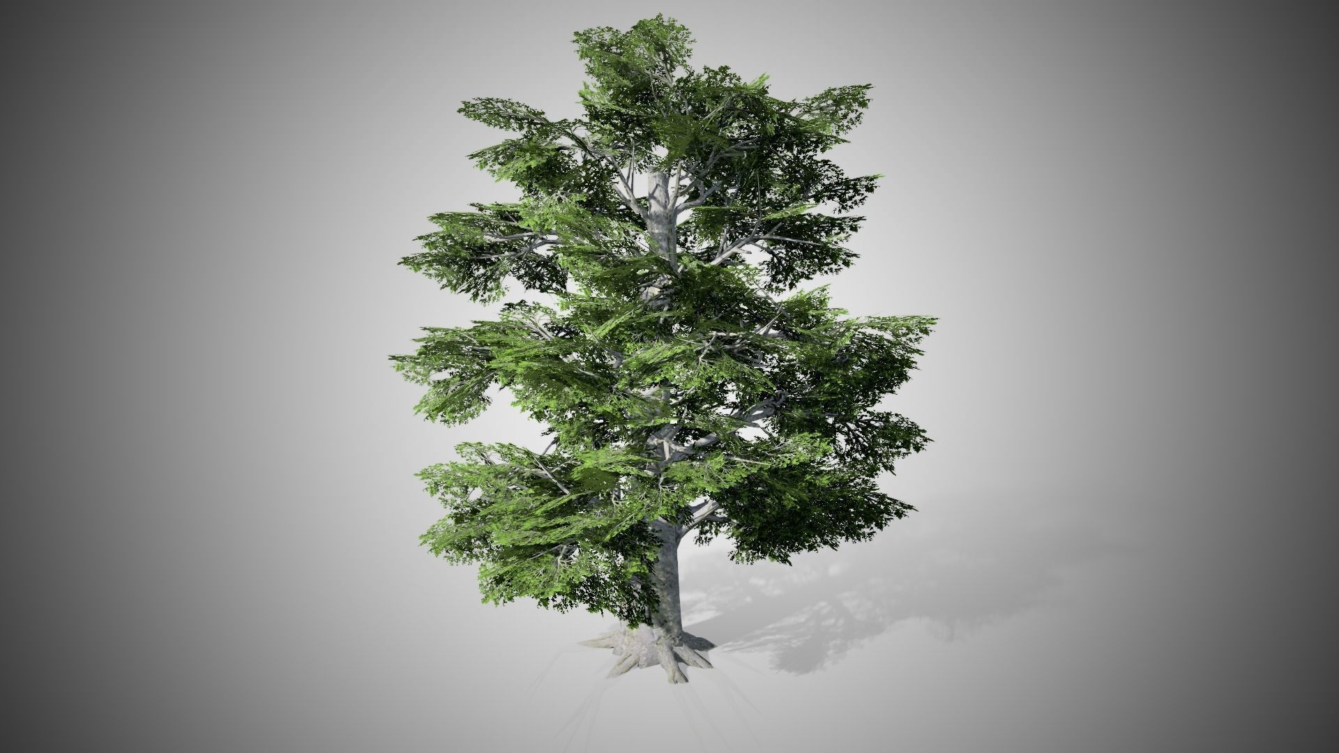 3D model European Beech Tree VR / AR / low-poly | CGTrader