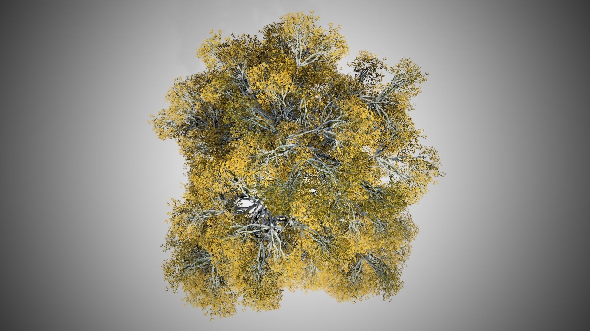 3D model European Beech Fall Tree VR / AR / low-poly | CGTrader