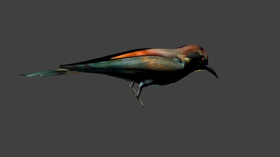 3D model low poly bird VR / AR / low-poly | CGTrader