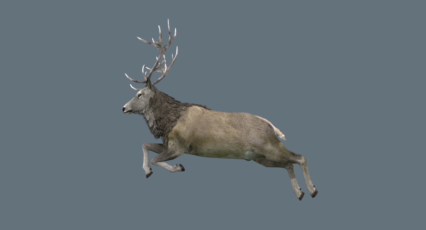 3D model Deer Rig VR / AR / low-poly | CGTrader