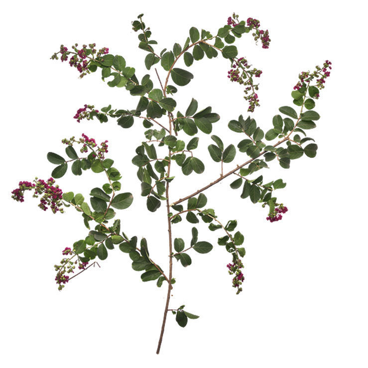 PBR Bush Branch 4K Professional Textures Texture | CGTrader