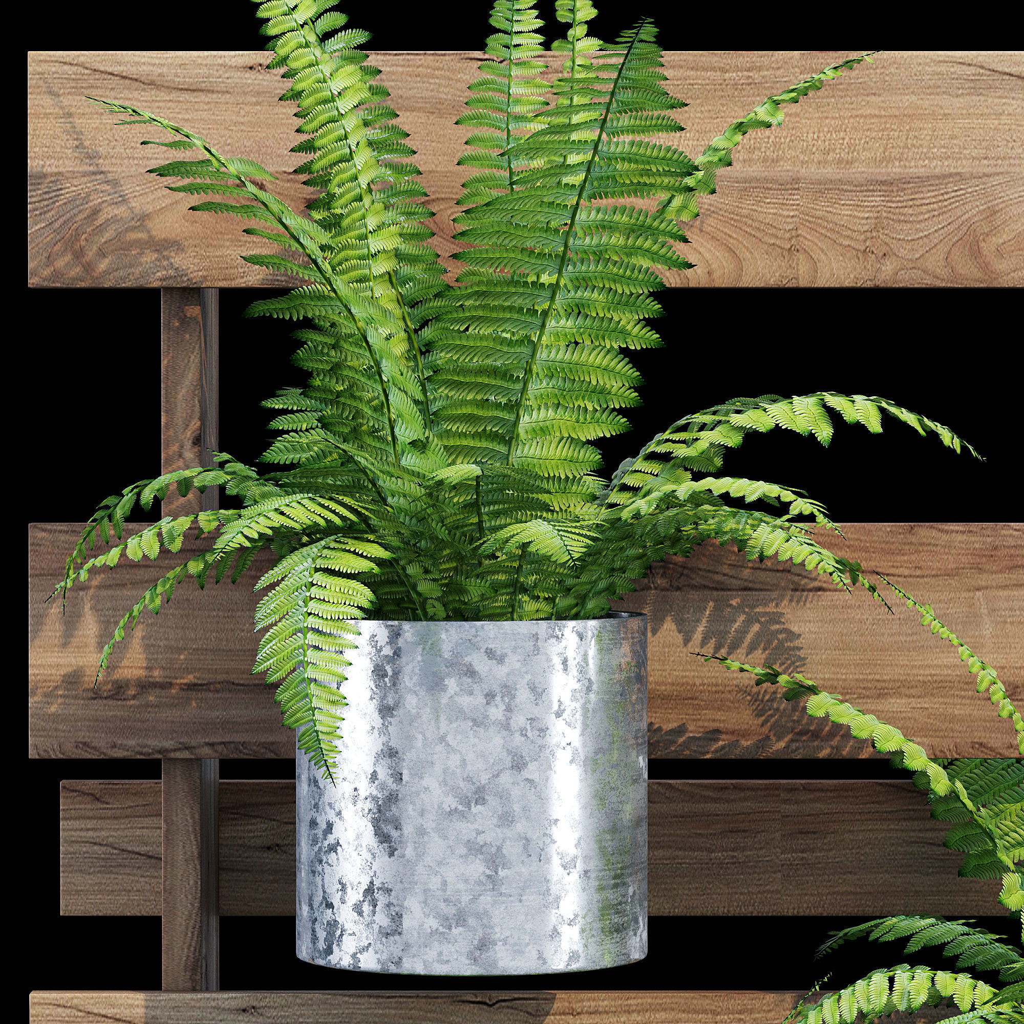 Fern Hanging 3D model | CGTrader