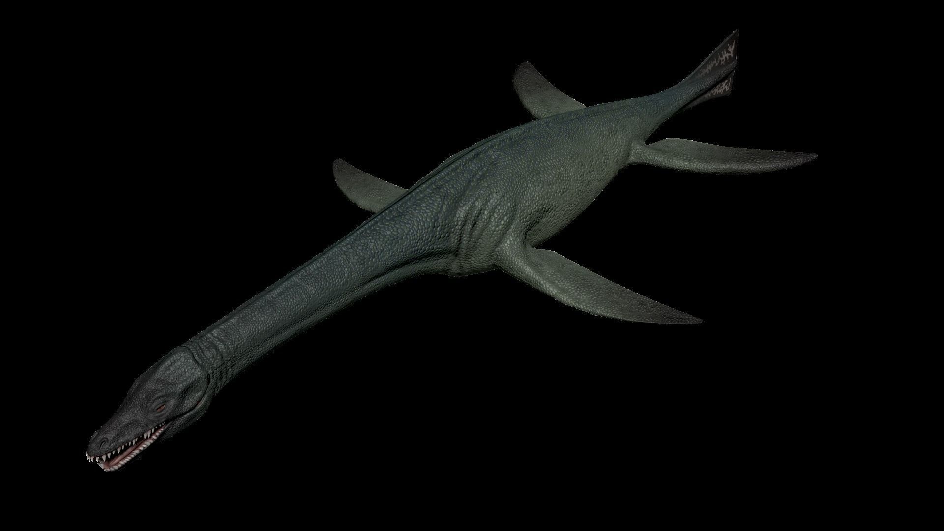 3D model Cryptoclidus Pack VR / AR / low-poly rigged animated | CGTrader